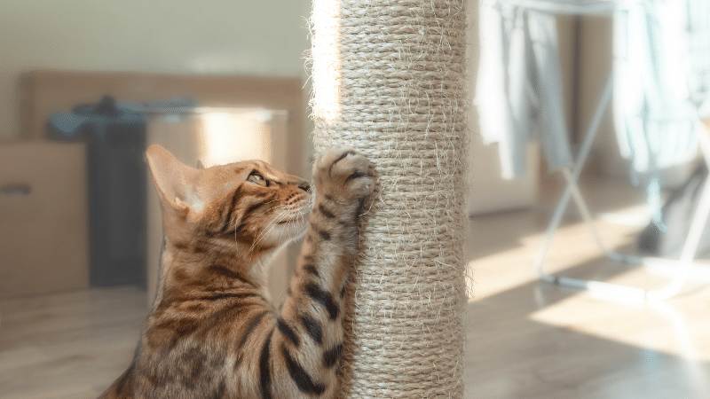A Beginner's Guide to Cat Training | Pet Training Cape Town