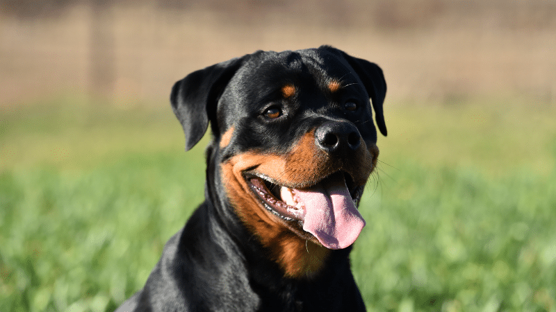 Raising a Happy and Healthy Rottweiler