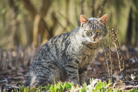 Explore the Enchanting Cat Breeds in South Africa