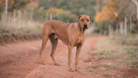 Rhodesian Ridgeback Breed Guide: Traits, Care, and More